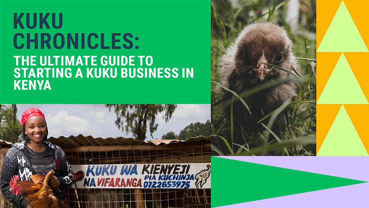 Kuku Chronicles: The Ultimate Guide to Starting a Kuku Business in Kenya